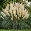 Expert Gardener Pampas Grass (2.5 Quart) Tall Ornamental Perennial with ...
