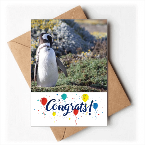 Stand Southern Penguin SpheniscidaePicture Wedding Cards ...