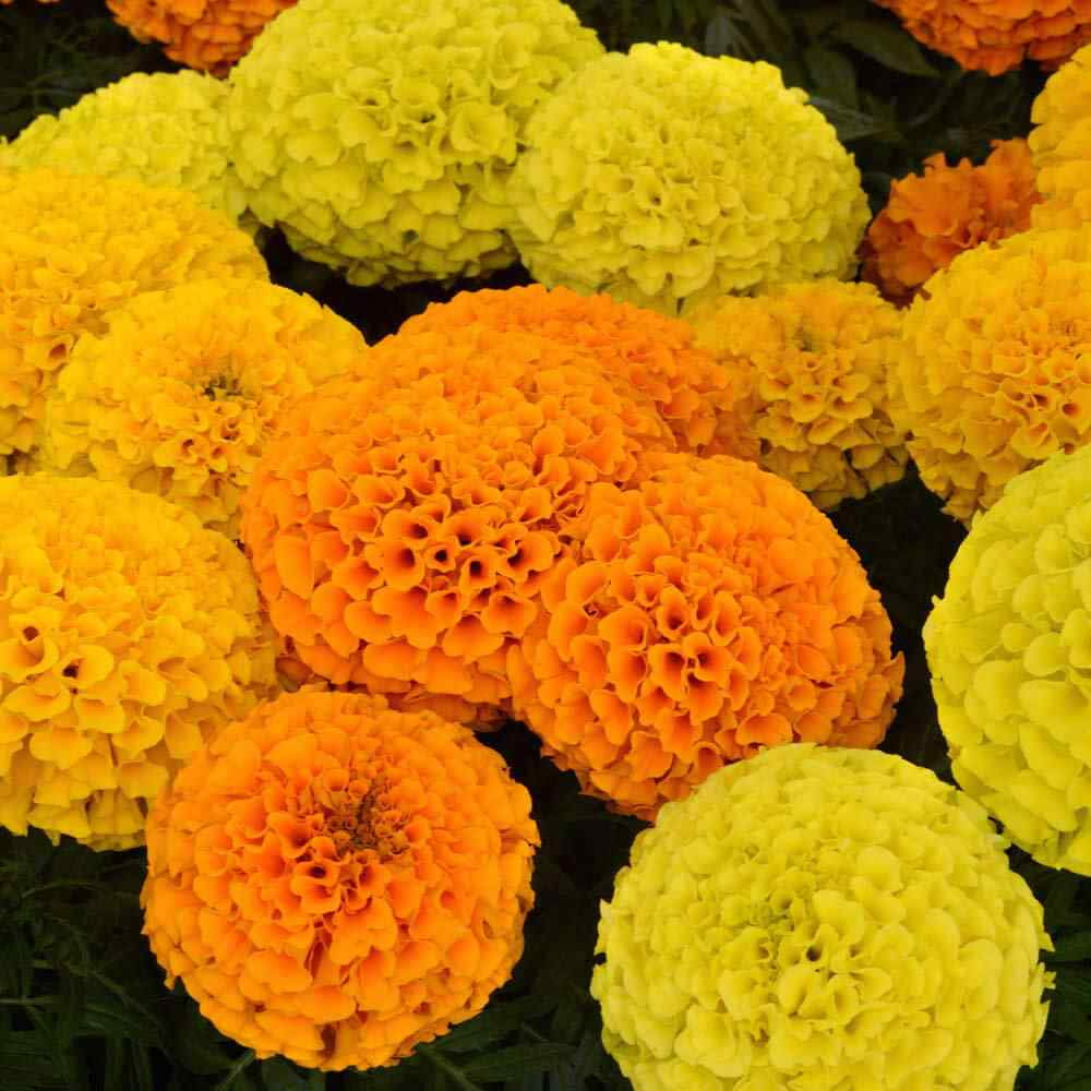 Outsidepride Tagetes Erecta Taishan African Marigold Flower Seed Mix ...