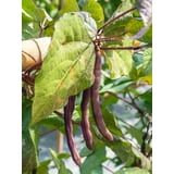 100 Seeds RED RIPPER COWPEA Cow Pea Southern Pea Vigna Unguiculata ...