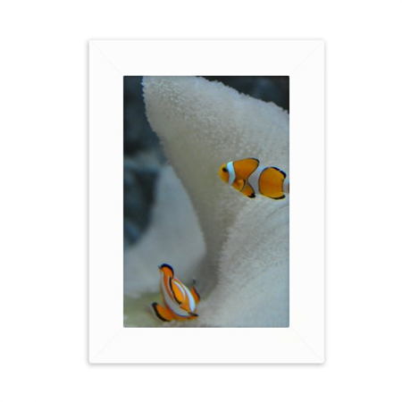 Ocean Clownfish Fish Science Nature Picture Desktop Photo Frame Picture ...