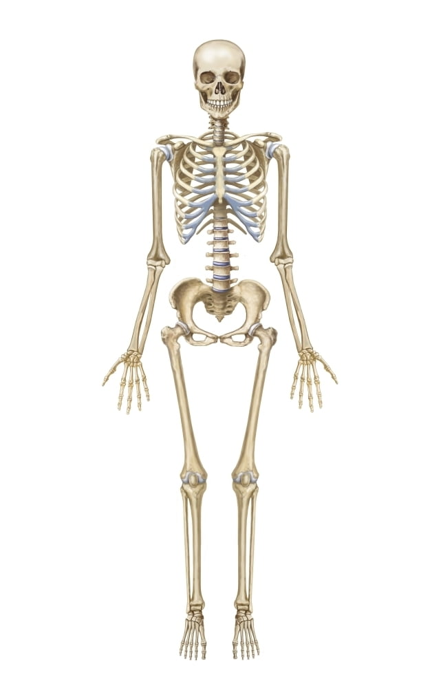 Human Skeletal System Front View Poster Print By TriFocal human-skeletal-system-front-view-poster-print-by-trifocal