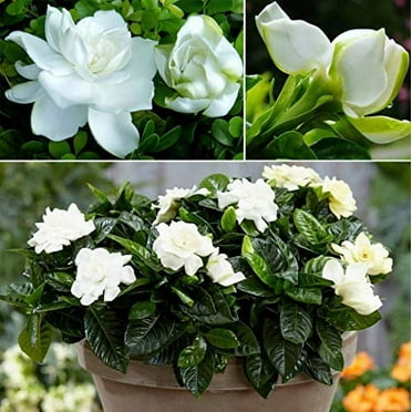 Tropical White Knight Vine - Blooms at Night, Reflects Moonlight ...