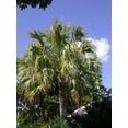 10 Hardy SABAL PALM TREE Cabbage Palmetto Flower Seeds - Walmart.com