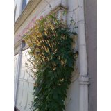 10 FIRECRACKER VINE Flower Mina Lobata Exotic Love Spanish Flag Ipomoea ...