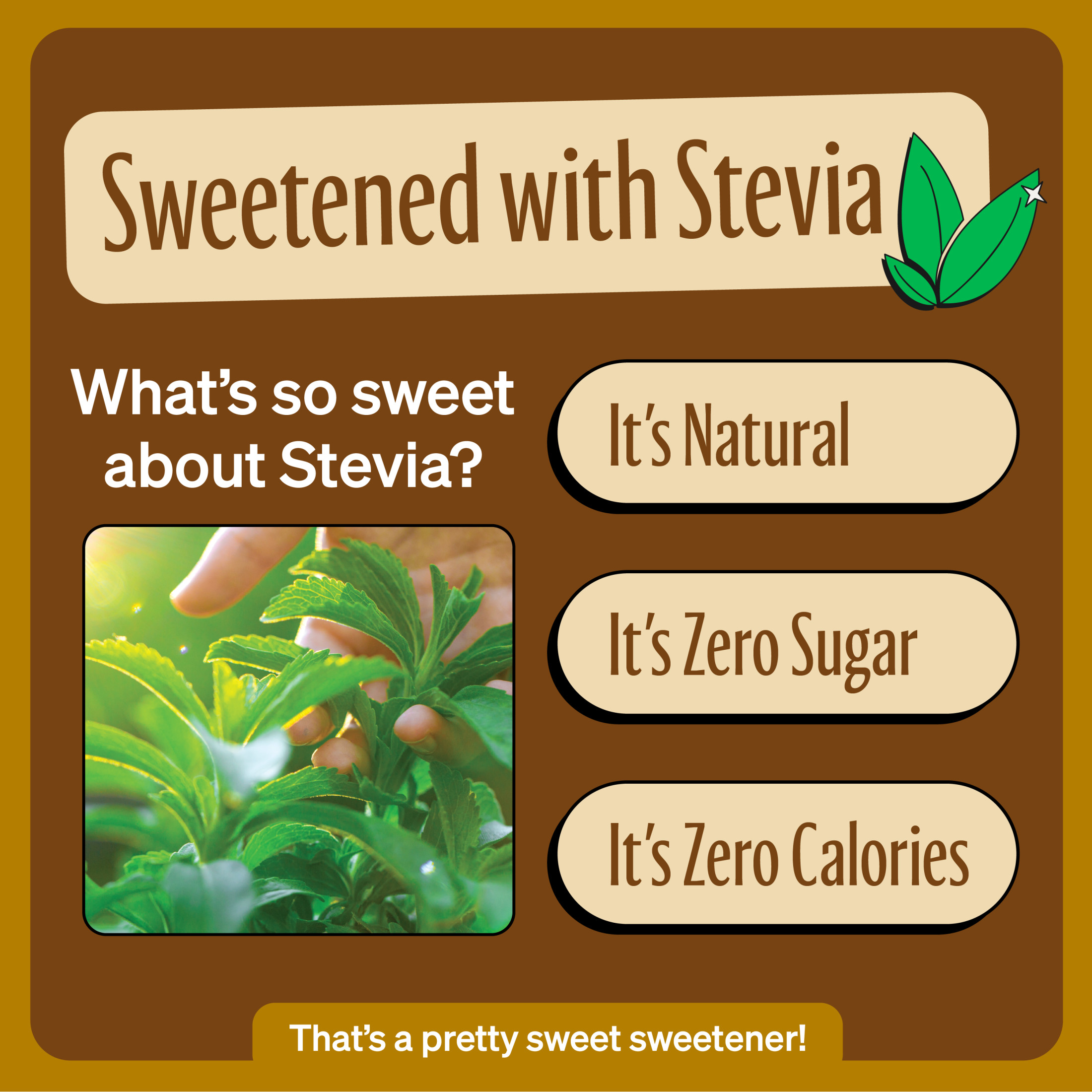 Zevia Zero Sugar, Creamy Root Beer Soda Pop, 12 Fl Oz (Pack of 24) in ...