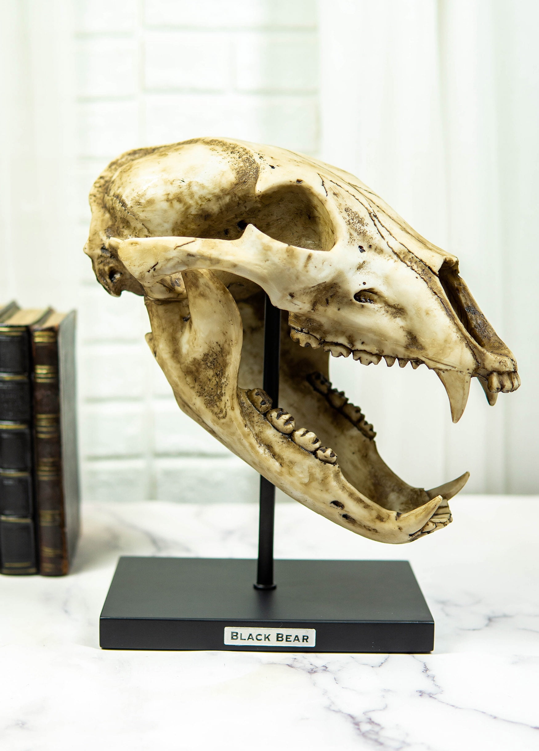 Black Bear Teeth