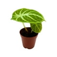 Alocasia Ninja, 2 inch Rare Alocasia Black Velvet Ninja Starter Tiny ...