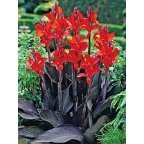 (2) Red Spider Lily, Lycoris Radiata Bulbs, Beautiful Flowers, Fresh ...