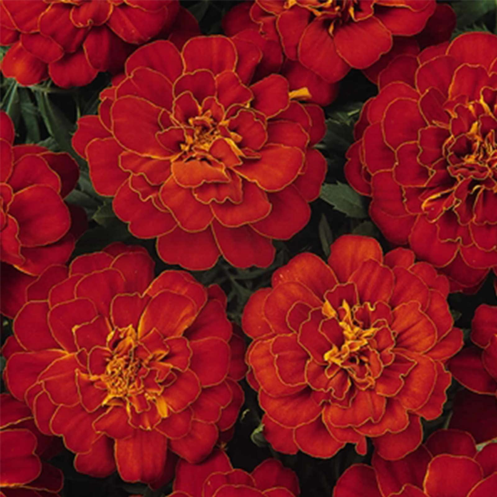 Marigold Seeds - Durango Series - Red - 100 Seed Packet - Tagetes ...