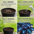 500 pcs Rainbow Colorful Midnight Blue Hostas For Planting Cultivation ...