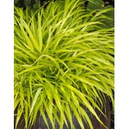 Live Weeping Willow Money Tree Bonsai - Thick Trunks, Fast-Growing ...