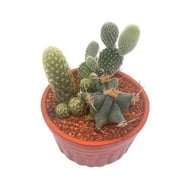 Column Cactus Assortment, 4 inch Set of 3, Silver Torch, Blue Column ...
