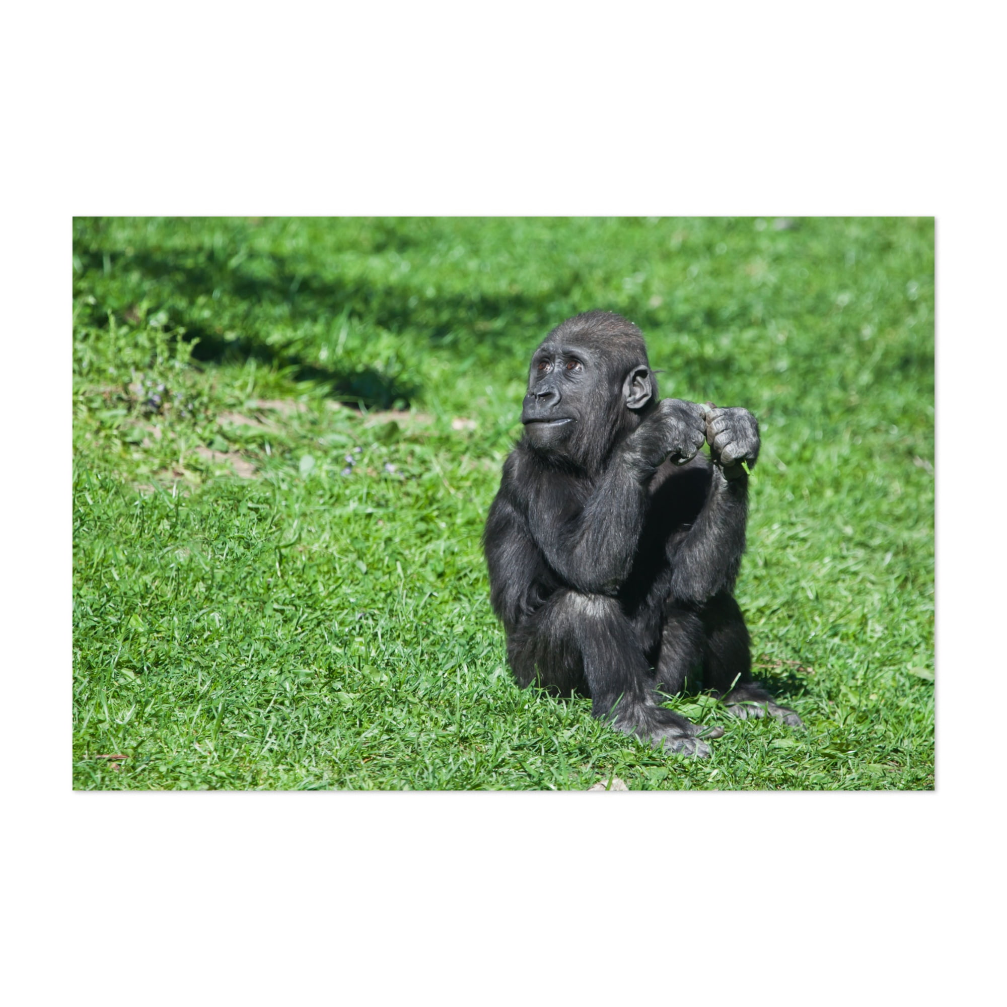 Prints 8x10 Gorilla Poster Digital Prints etna.com.pe