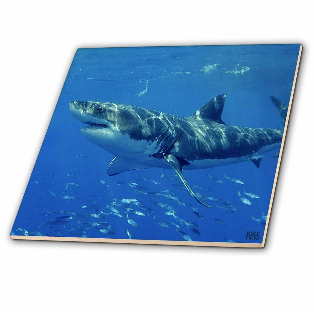 3dRose Great White Shark - Ceramic Tile, 12-inch - Walmart.com ...