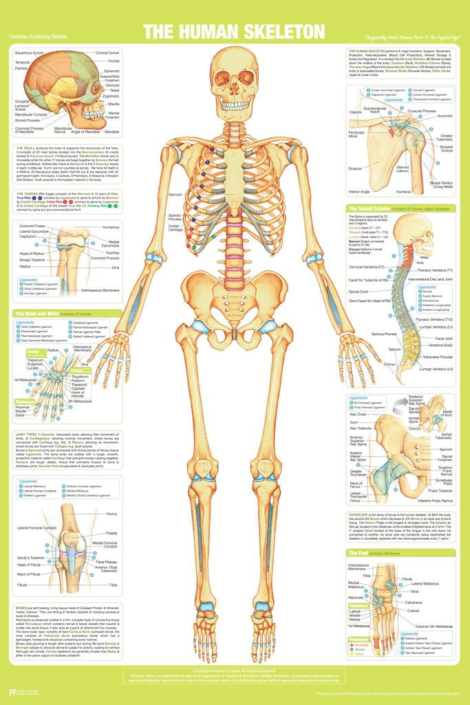 Human Skeleton Anterior Anatomy Chart Body Skeletal Muscle System Bone ...