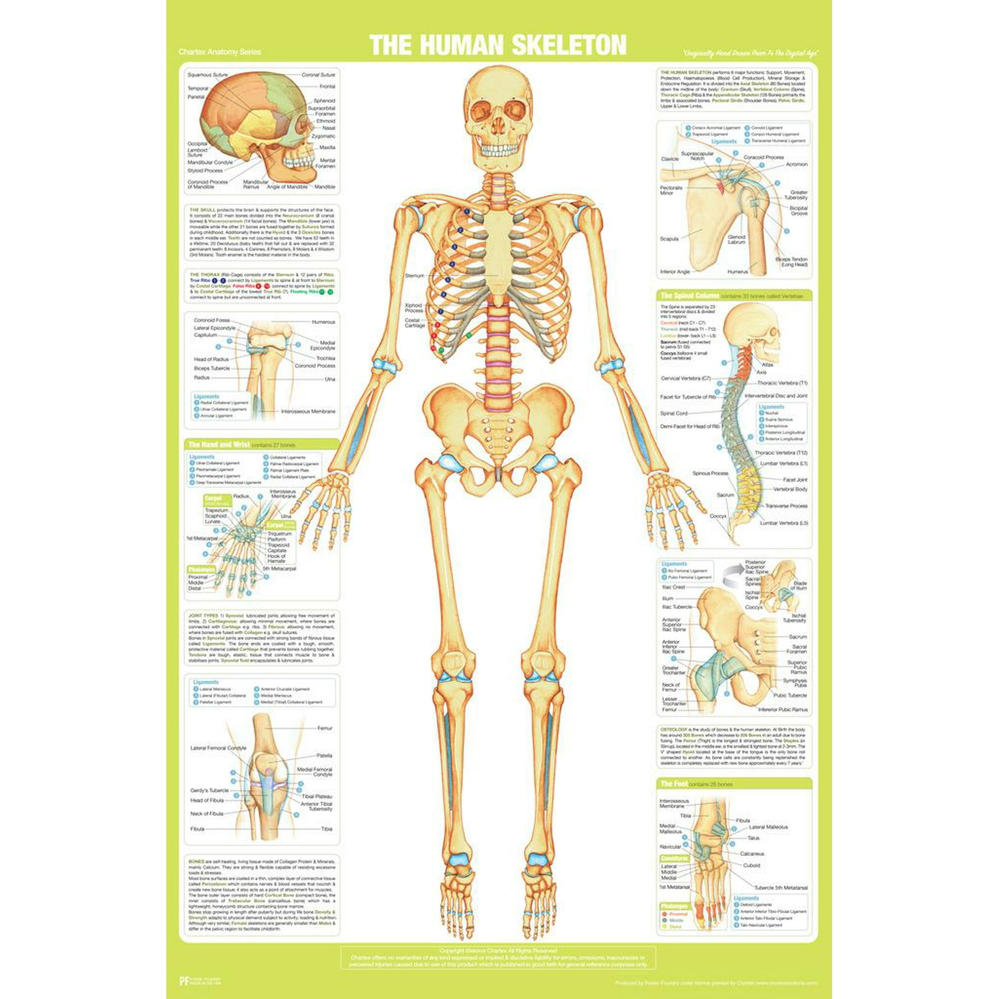 Biology Science Human Body