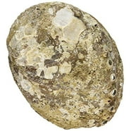 Coco Midrib Sea Shell Pack: Natural, 6 inches - Walmart.com