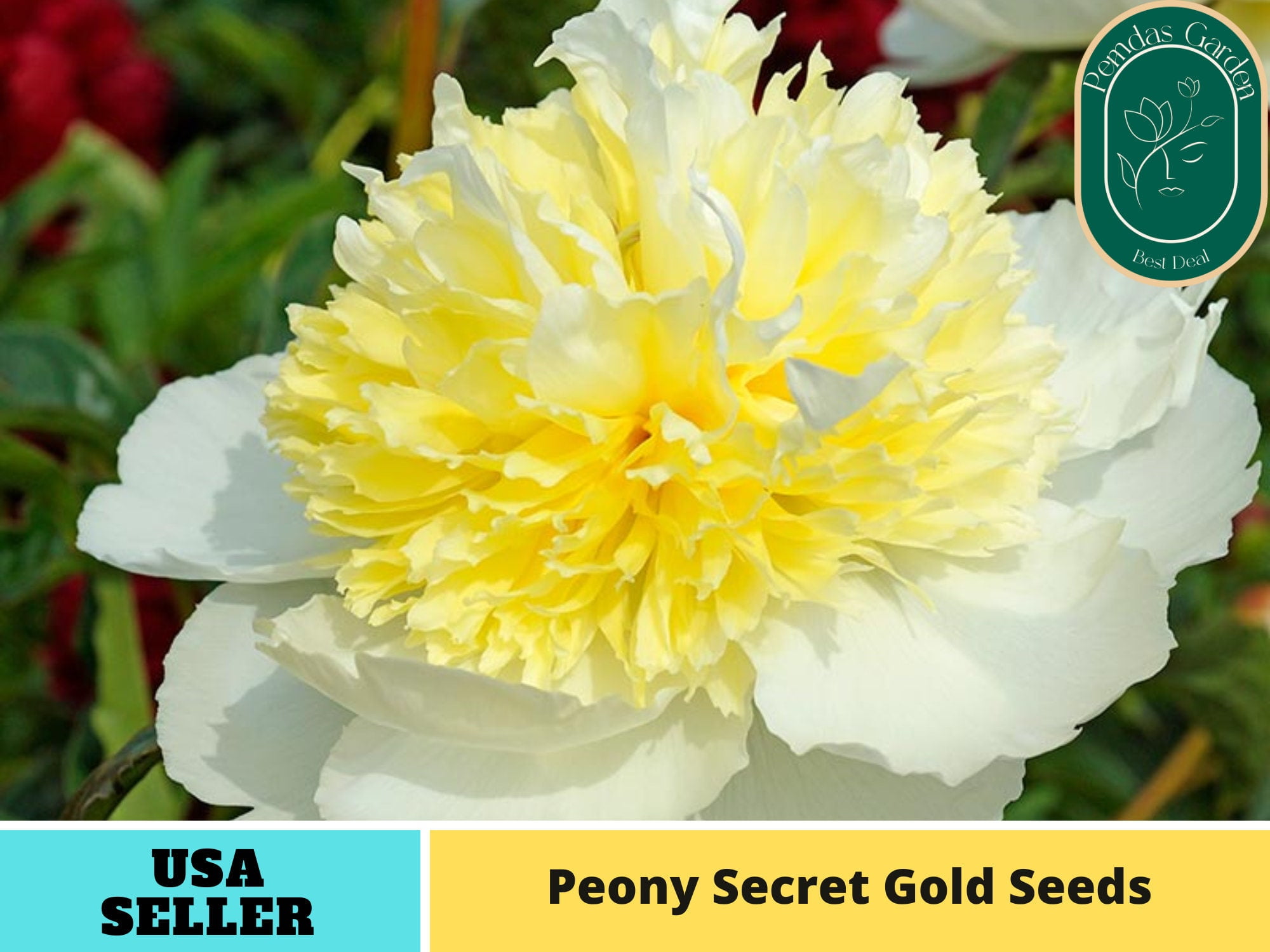 10+ Seeds| Secret Gold Peony Seeds - Authentic Seeds - Perennial~ GMO ...