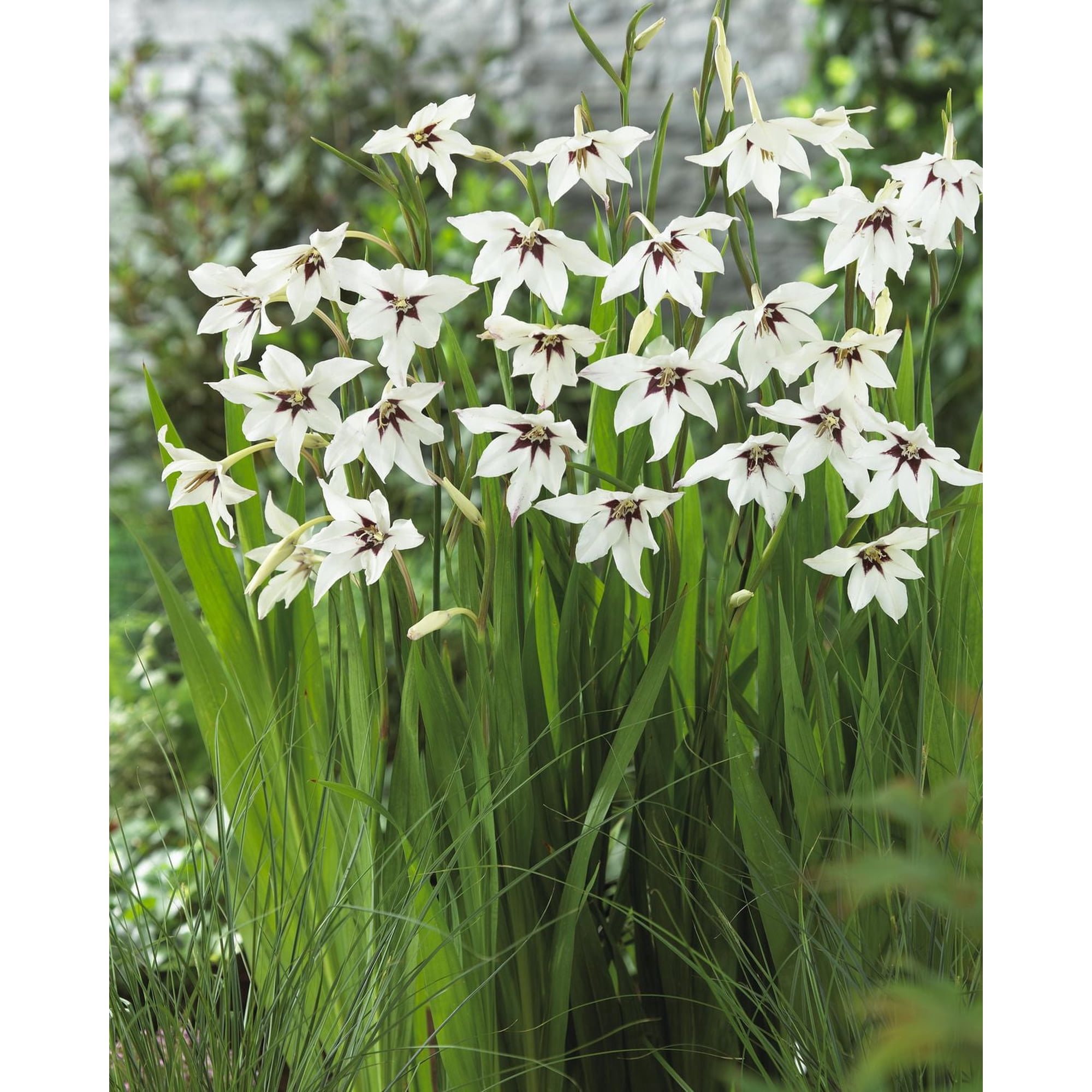 Click here for Tasc Flower Bulbs - Gladiolus Murielae prices