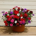 Set of 2 Mixed Color Verbena Live Plants 4-7 Inch Tall, Vibrant ...