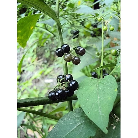 100 WONDERBERRY aka Sunberry Solanum Burbankii Fruit Berry Shrub Seeds ...