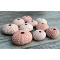 Sea Urchin 10 Pink Sea Urchin Shells 1"-2" Sea Urchins for Craft and Decor - Walmart.com