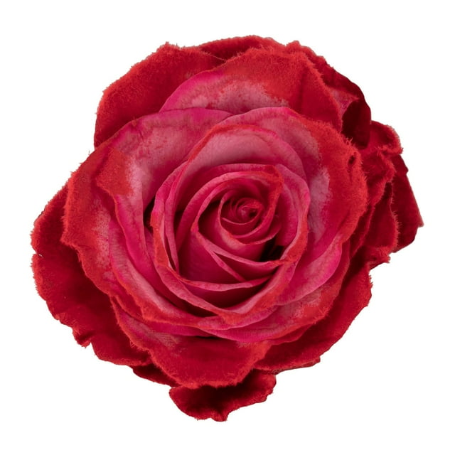 Member's Mark Farm Fresh Velvet Roses, choose color and stem count ...