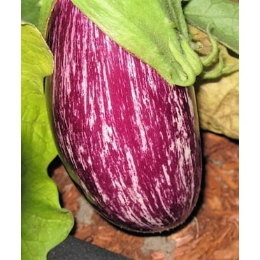 TomorrowSeeds - Black Beauty Eggplant - 600+ Count - Large Purple ...