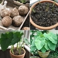 Elephant Ears Planting-Hardy Shade Tolerant Perennials-Very Stylish ...