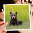 3drose, Alaska. Grizzly Bear Cub Sits in a Meadow in Lake Clark Np., 6 ...