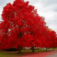 Red Maple Tree – Ornamental Shade Tree with Brilliant Red Fall Color ...