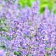 Cat Mint - Blue Moon - Herb Garden Seeds - 100 Seeds - Non-GMO, Open ...