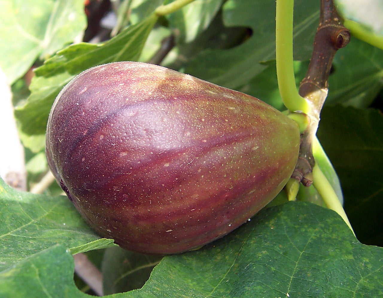 Little Ruby Fig Plant - 4" Pot - Walmart.com