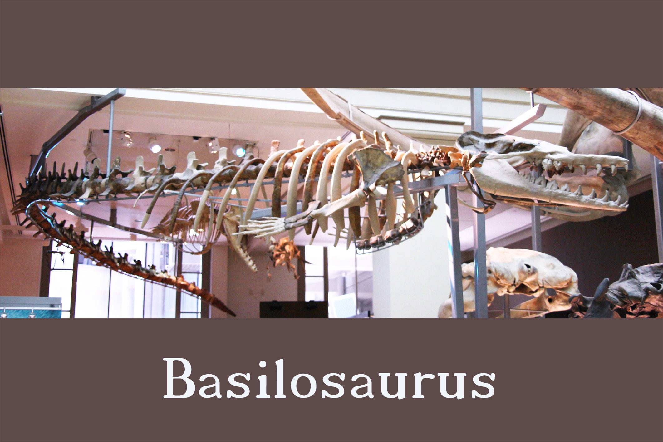 24x36 gallery poster, Basilosaurus skeleton - Walmart.com