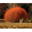 Red Flame Willow Trees - Burning Bush - Fast Growing and Stunning Color ...