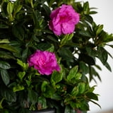 Encore Azalea Autumn Majesty (1 Gallon) Shrub with Purple Ruffled ...