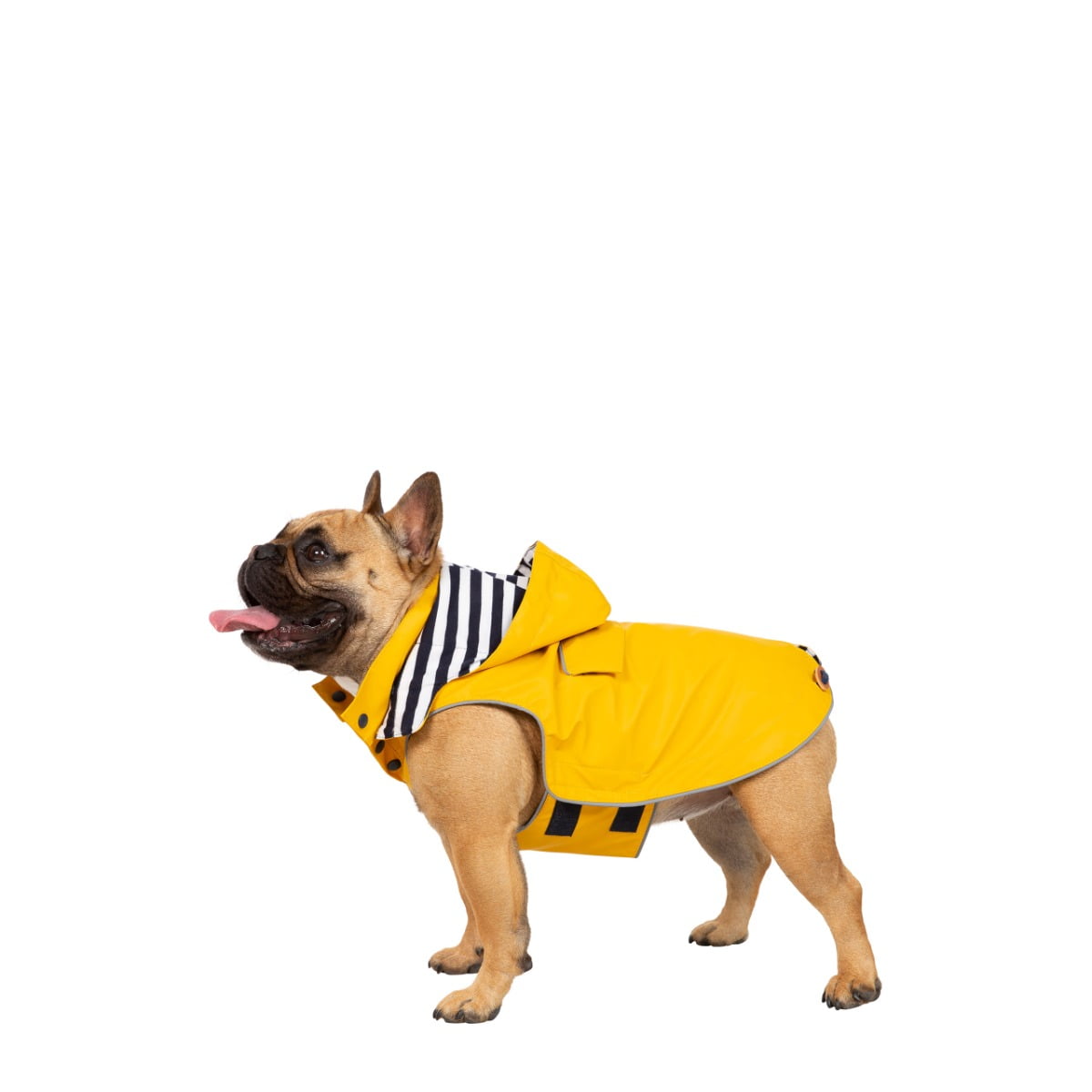 Click here for Trespaws Waterproof Dog Coat Packaway Pocket With... prices