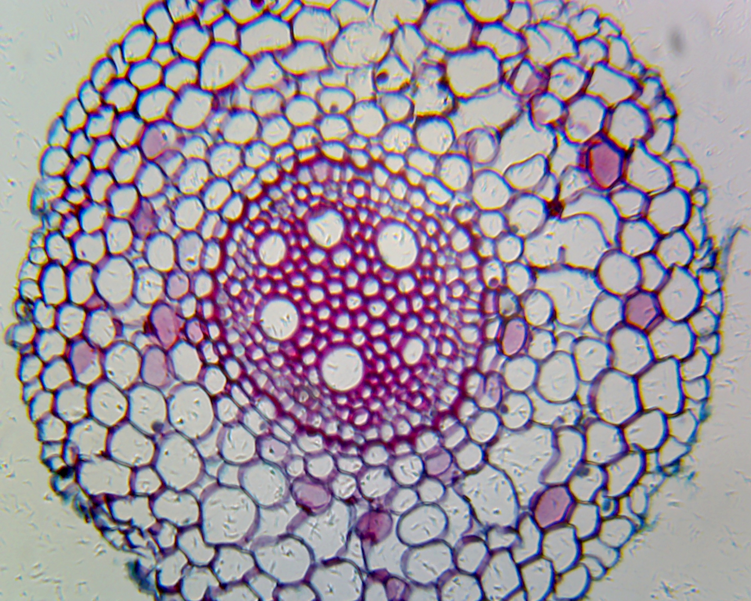 Allium Root; Cross Section by Go Science Crazy - Walmart.com - Walmart.com