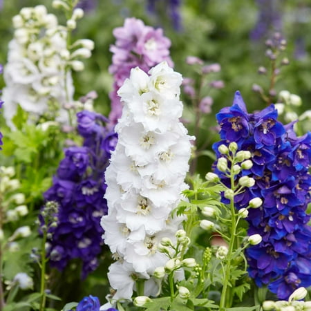 Larkspur Flower Garden Seeds - Giant Imperial Color Mix - 1 Oz - Annual ...