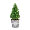 Easy to Grow Rosemary Topiary in Silver Tin with White Snowflake Gift ...