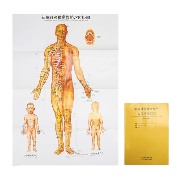 Acupoint Wall Chart,Chinese and English Acupoint Acupressure Poster ...