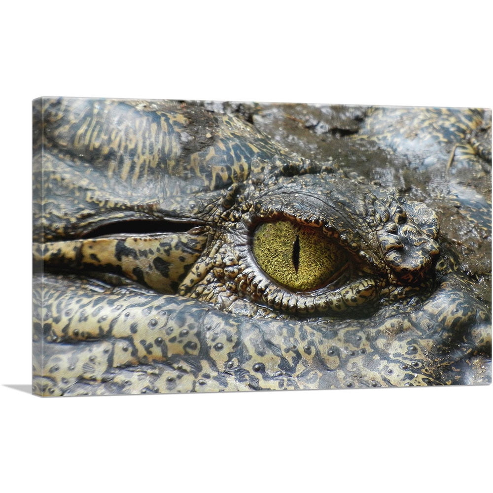 ARTCANVAS Crocodile Eye Zoo decor Canvas Art Print - Size: 40" x 26" (0.75" Deep) - Walmart.com