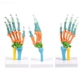 WE-POLUJ Anatomical Human Hand Bone Model with Movable Parts Color ...