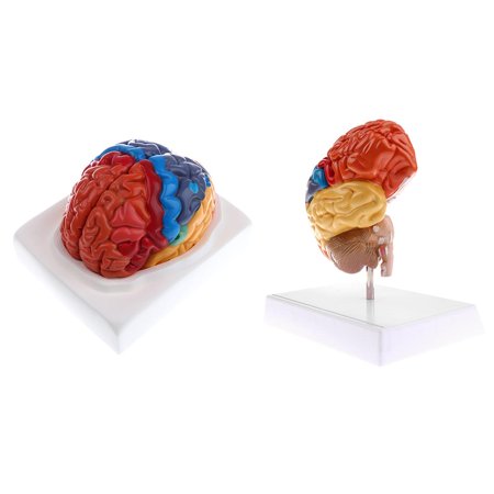 Anatomical Human Brain and Section of Brain Model Teaching Equipment ...