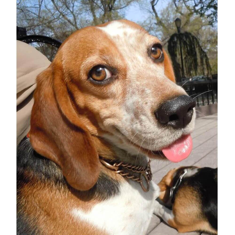 Animal Tourism "Smiling Beagle" Glossy Poster - Walmart.com