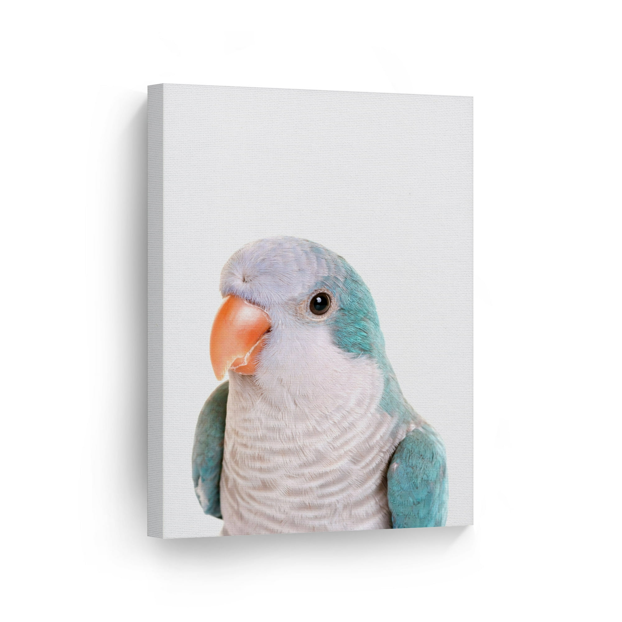 Quaker Parrot