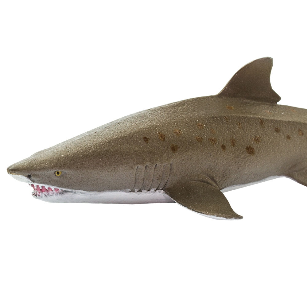 Sand Tiger Shark Drawing