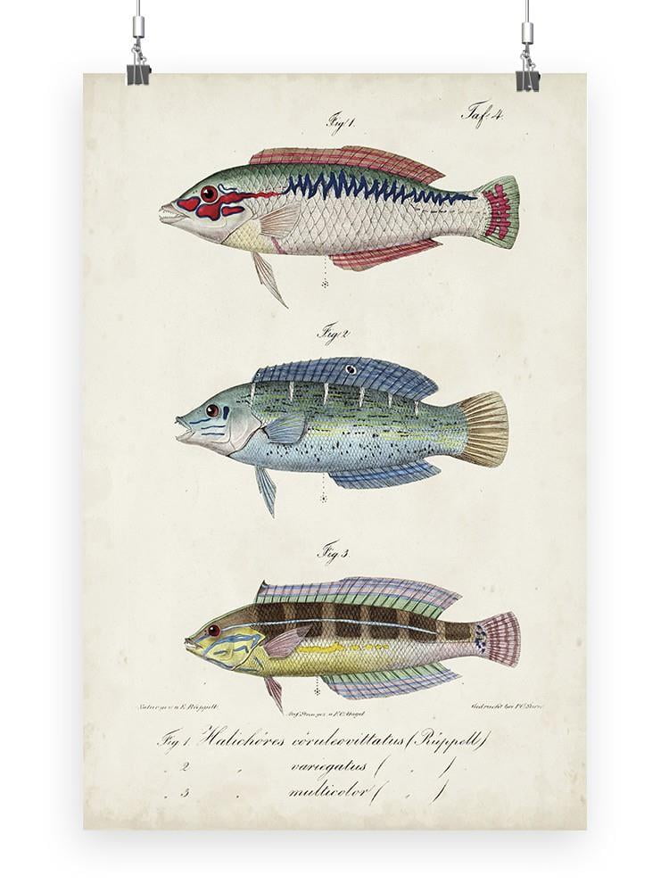 Antique Fish Trio Ii Poster - Vision Studio Designs, - Walmart.com