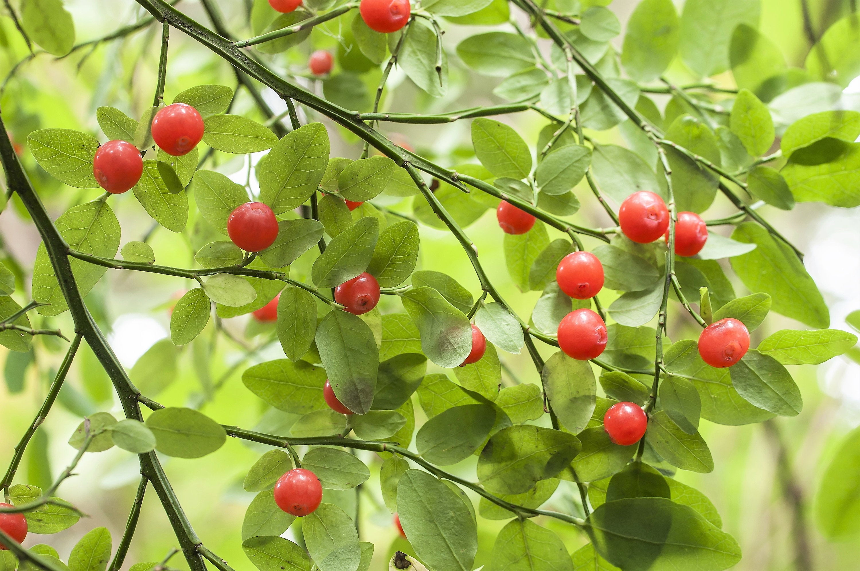 30 RED HUCKLEBERRY Vaccinium Parvifolium aka Red Blueberry & Red ...